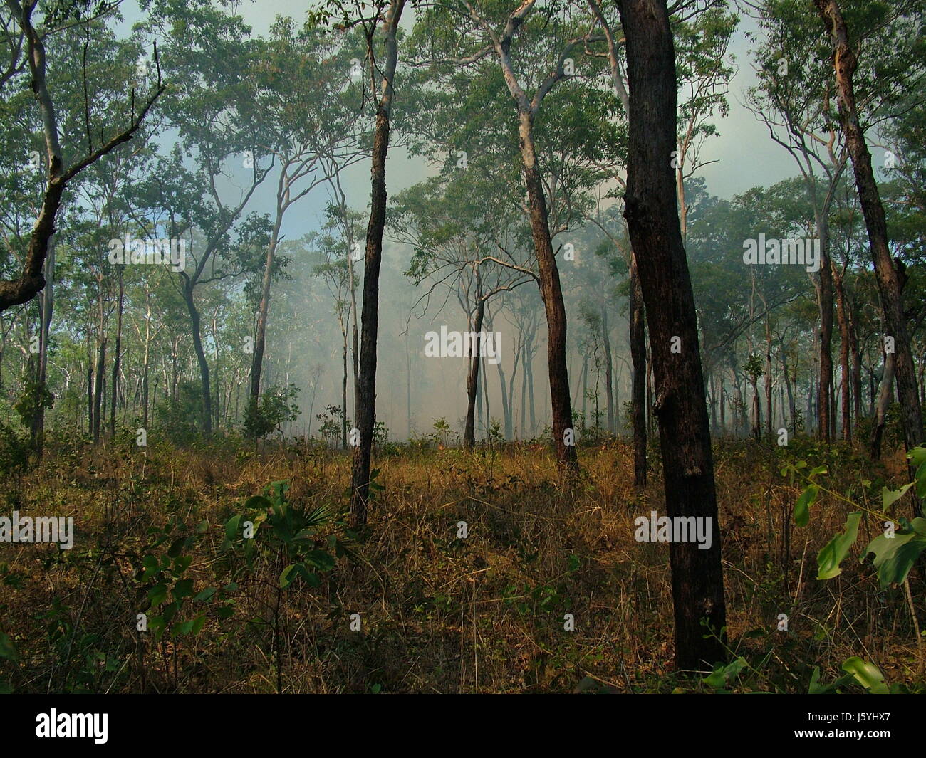 smoke smoking smokes fume tree trees wood fire conflagration shrubs ...