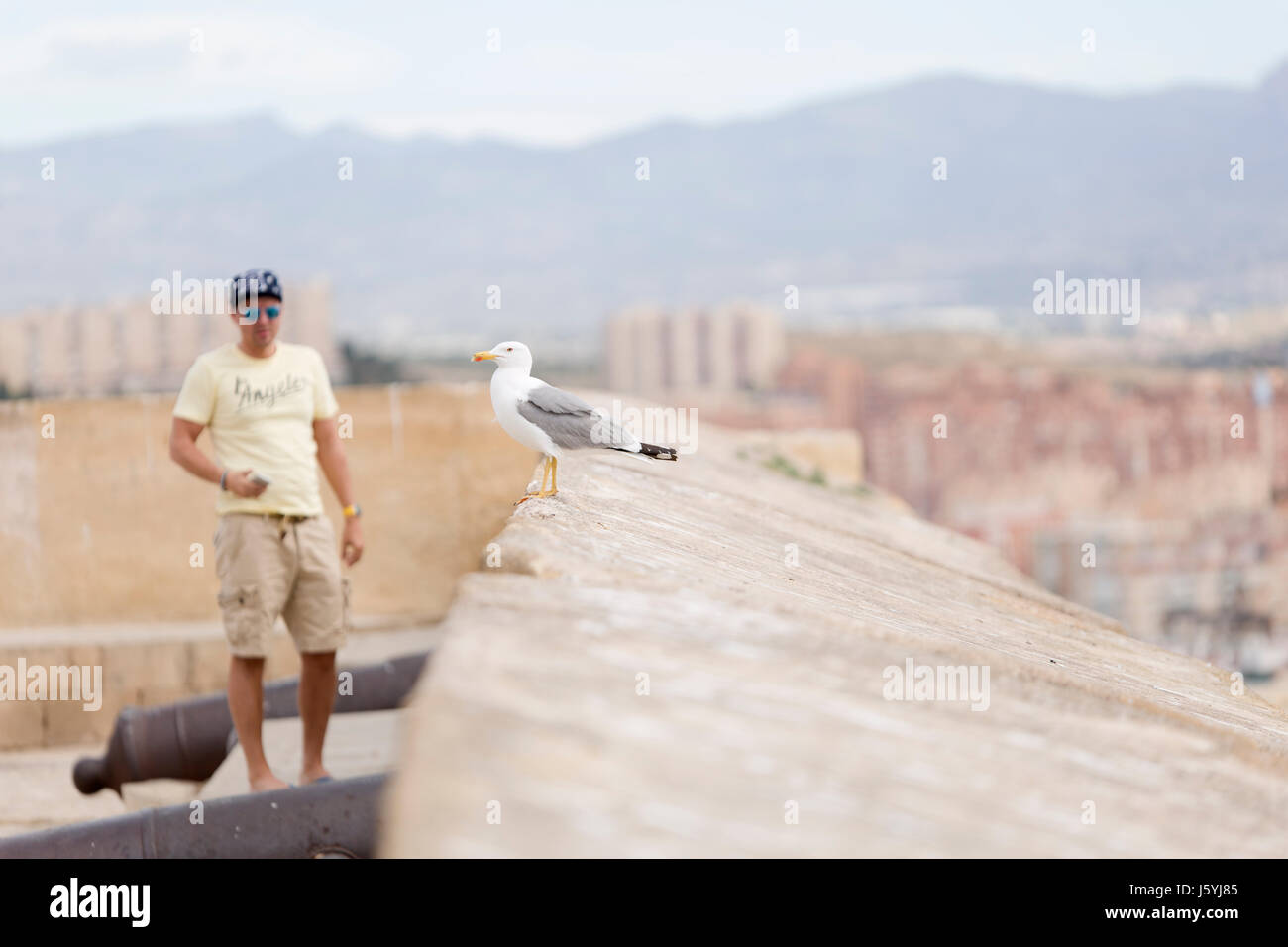 Man observing a seagull in the castle of Santa Barbara in Alicante ...