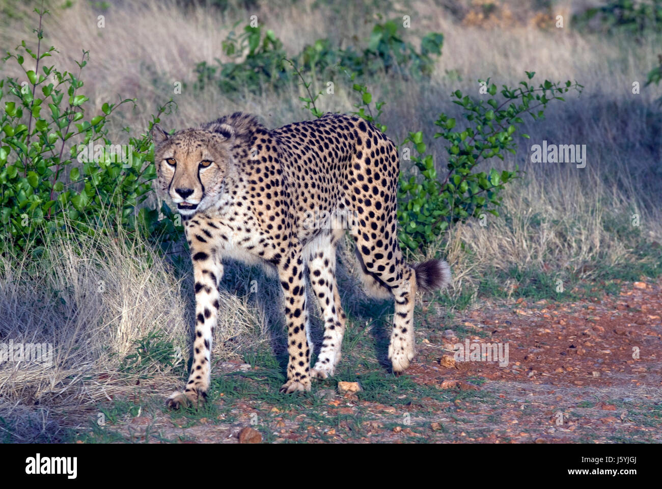 cheetah,cheetah in namibia Stock Photo - Alamy