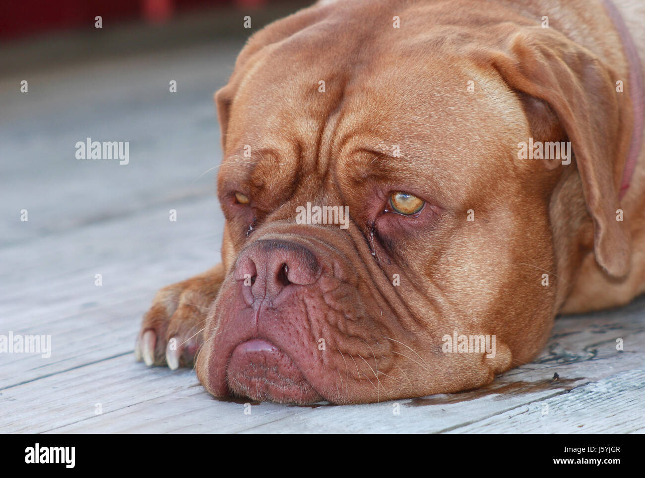 lie lying lies dog muzzle watchdog attack dog head lie lying lies dear ...