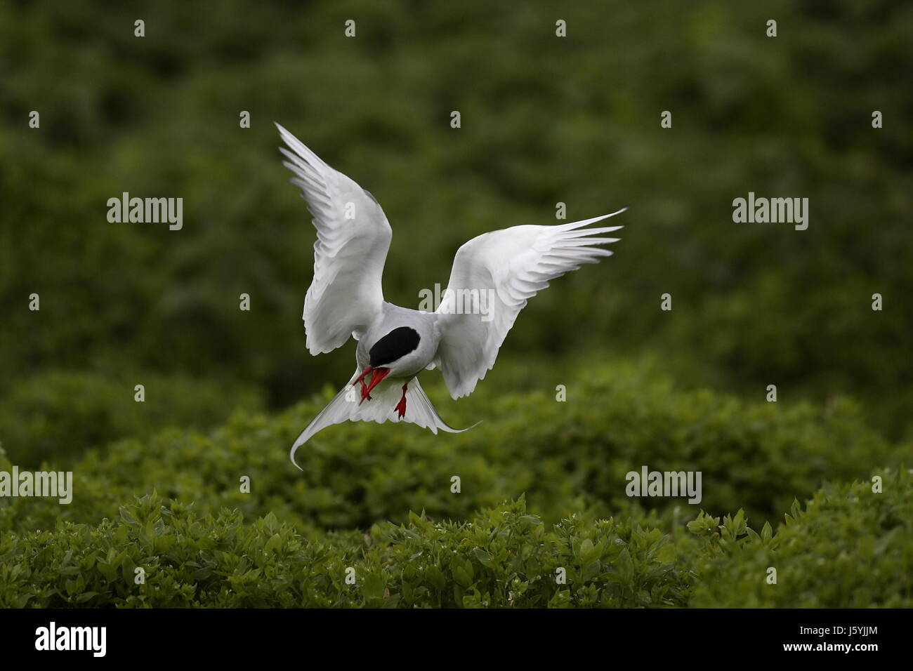 wing angel angels fly flies flys flying wing angel angels fly flies ...