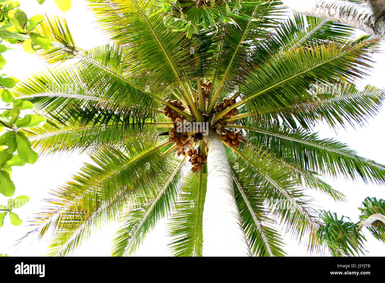 maldives,palm tree,coconut,maldives,palm tree,coconut,isle,island Stock ...