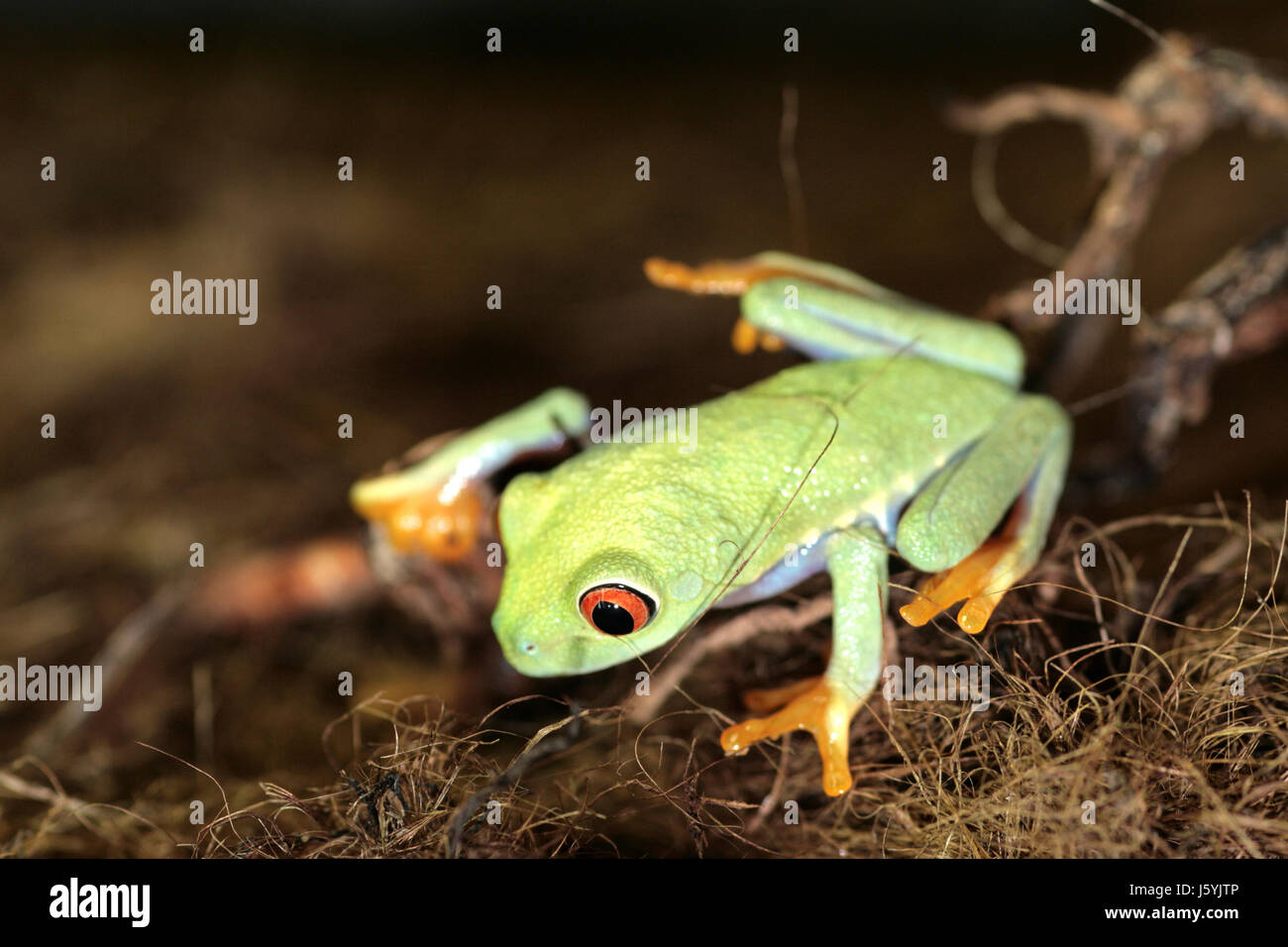 coloured colourful gorgeous multifarious richly coloured frog toad ...