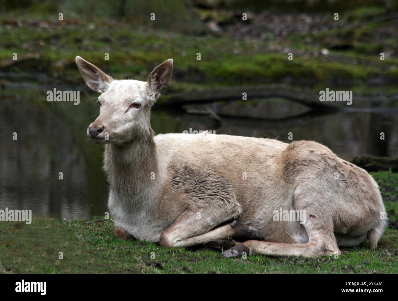 wild animals blank european caucasian lie lying lies hind hunting chase ...