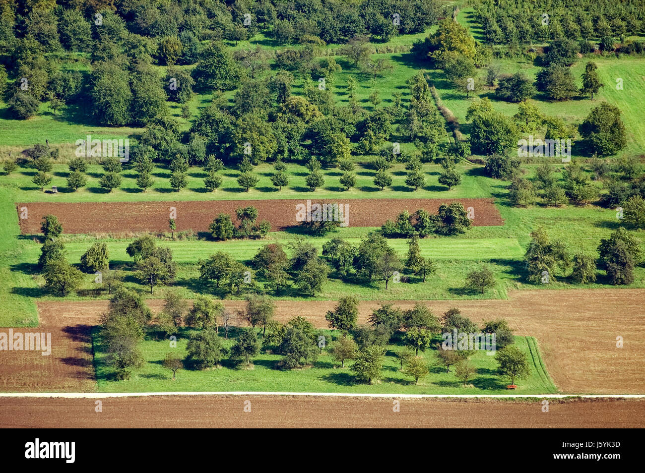 field switzerland fruit-tree orcharding fruit-growing path way meadow ...