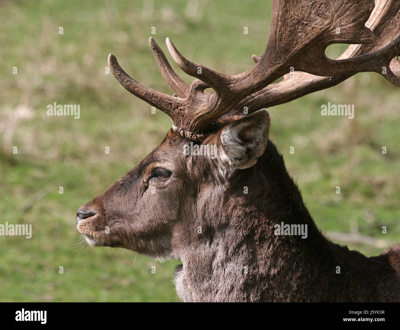 animal wild male masculine horns fallow deer nature head hart stag ...