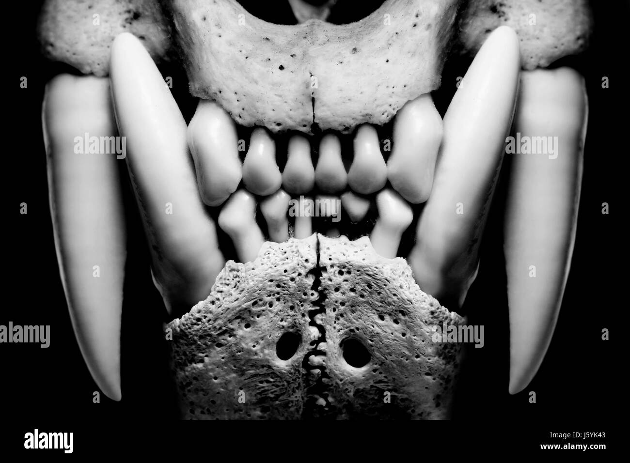 Scary animal jaw Black and White Stock Photos & Images - Alamy