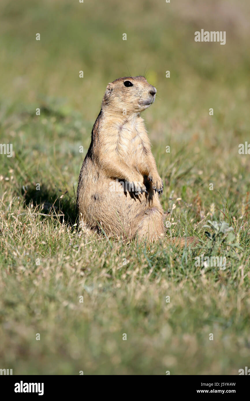 animal mammal dog wildlife prairie nature closeup animal wild field ...