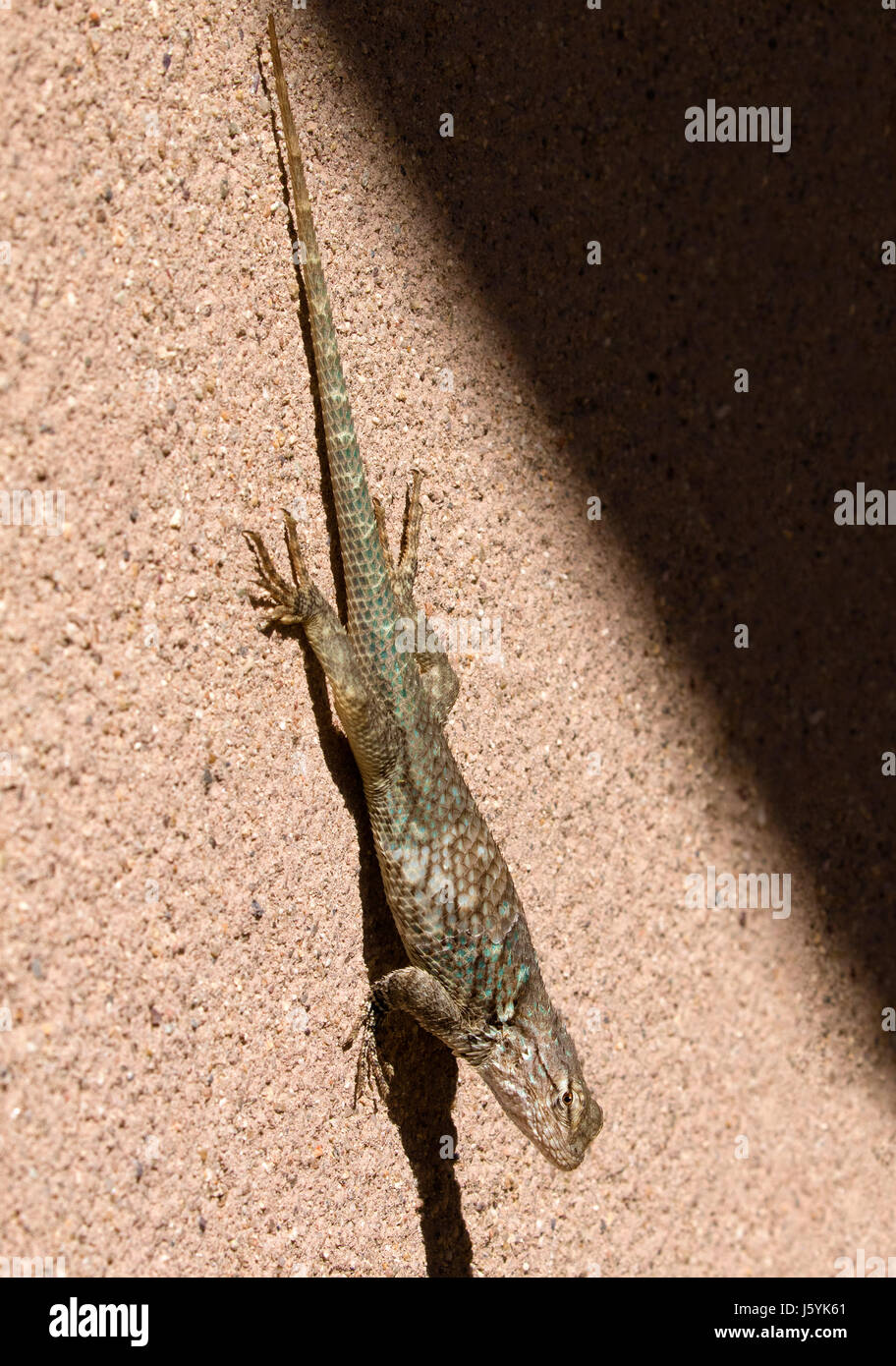 lizard on wall Stock Photo - Alamy