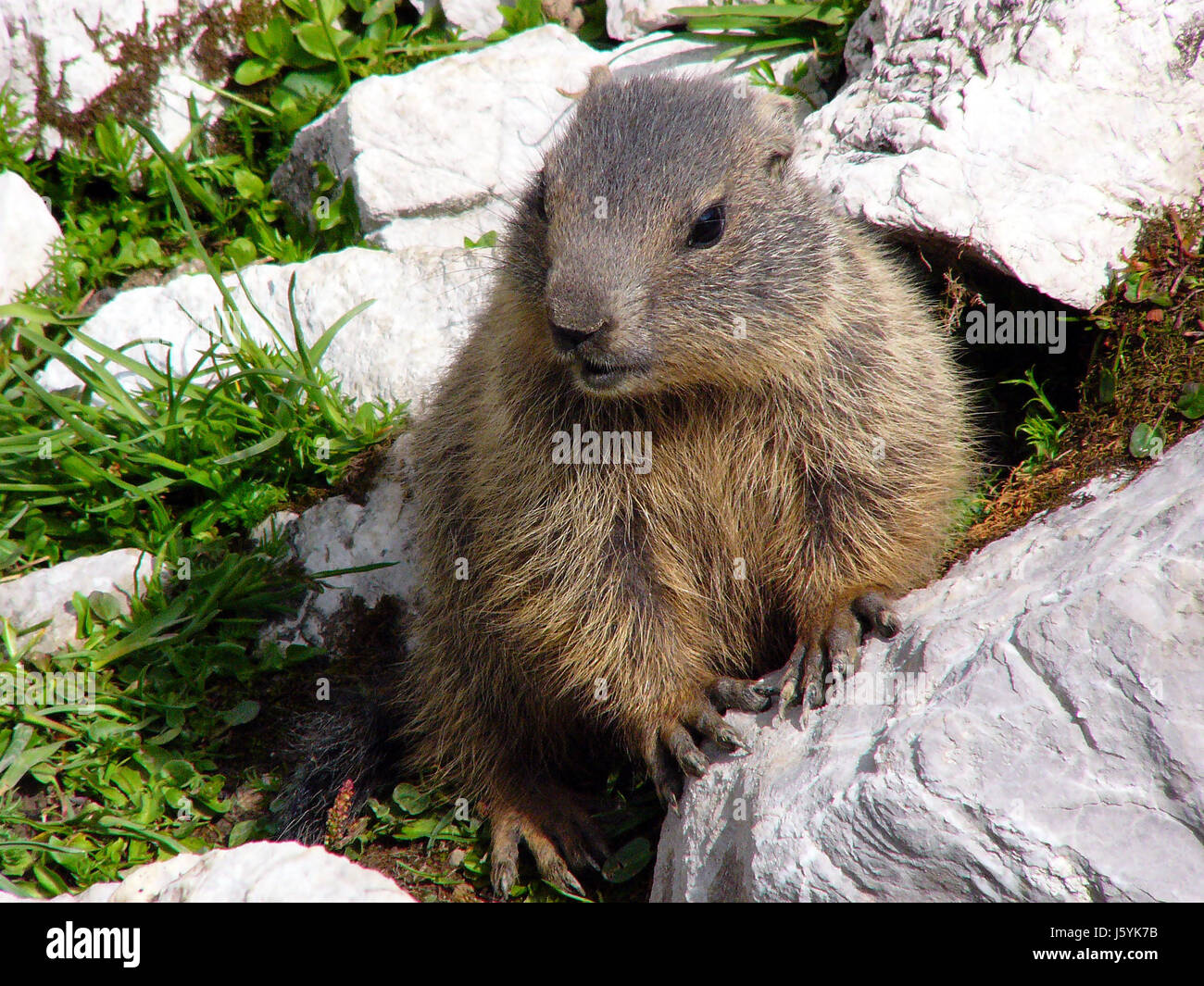mountains cave alps shy whistle fast quick quickly marmot groundhog ...