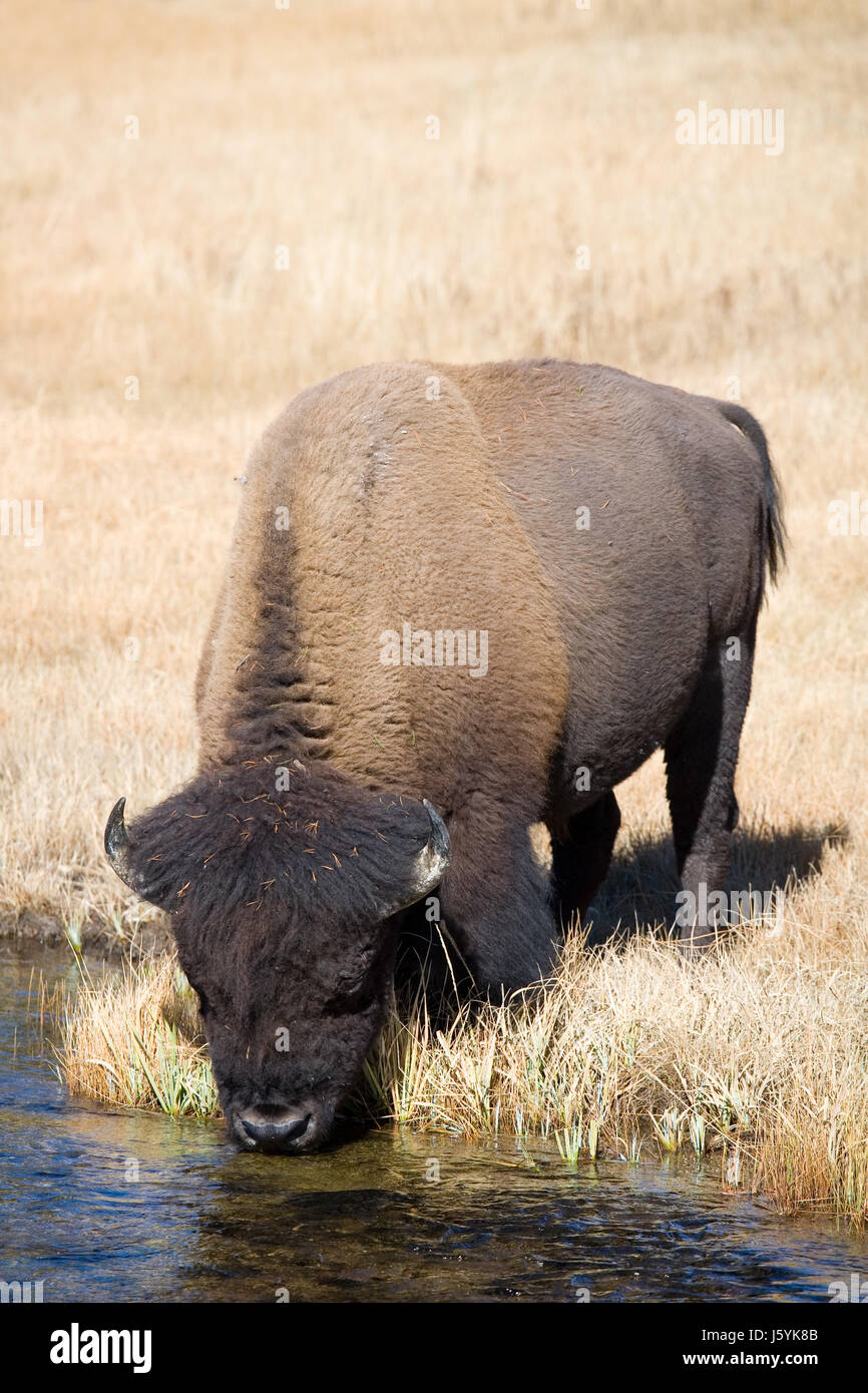 park usa wildlife national bison buffalo drink drinking bibs park ...