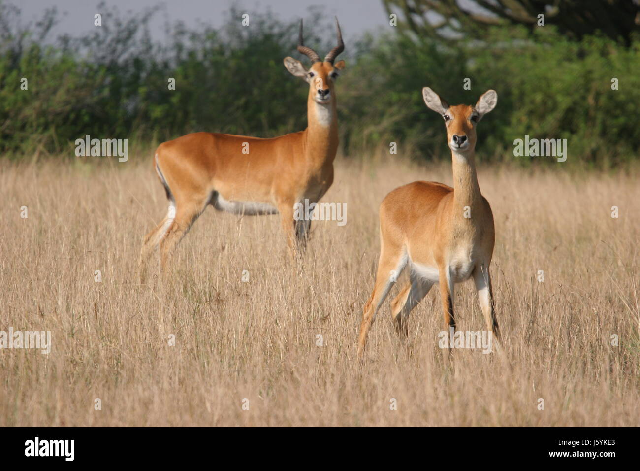 park africa wildlife uganda nature park mammal africa wildlife uganda ...