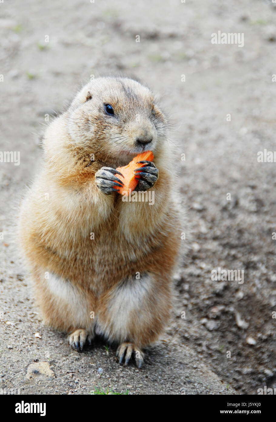 mammal rodent to gorge engulf devour carrot herbivore animal mammal ...