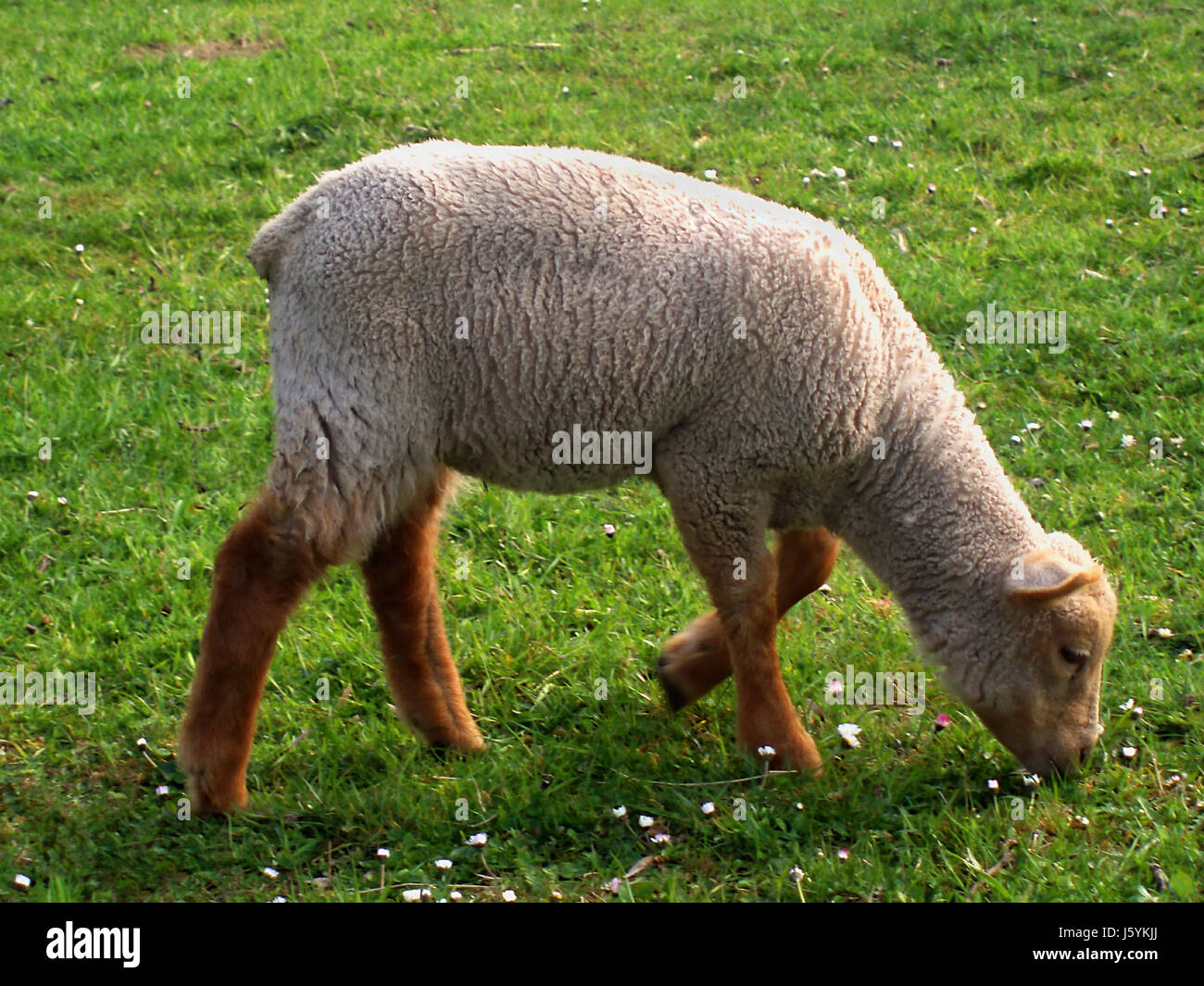 agriculture farming sheep spring bouncing bounces hop skipping frisks ...