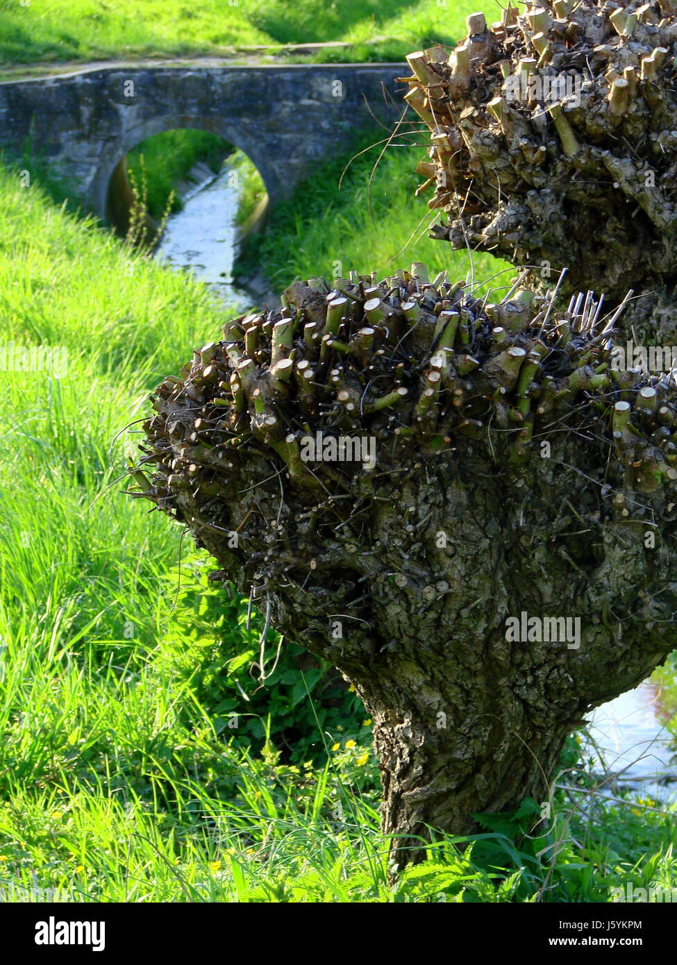 tree bridge stream scenery countryside nature willow tree green bridge ...