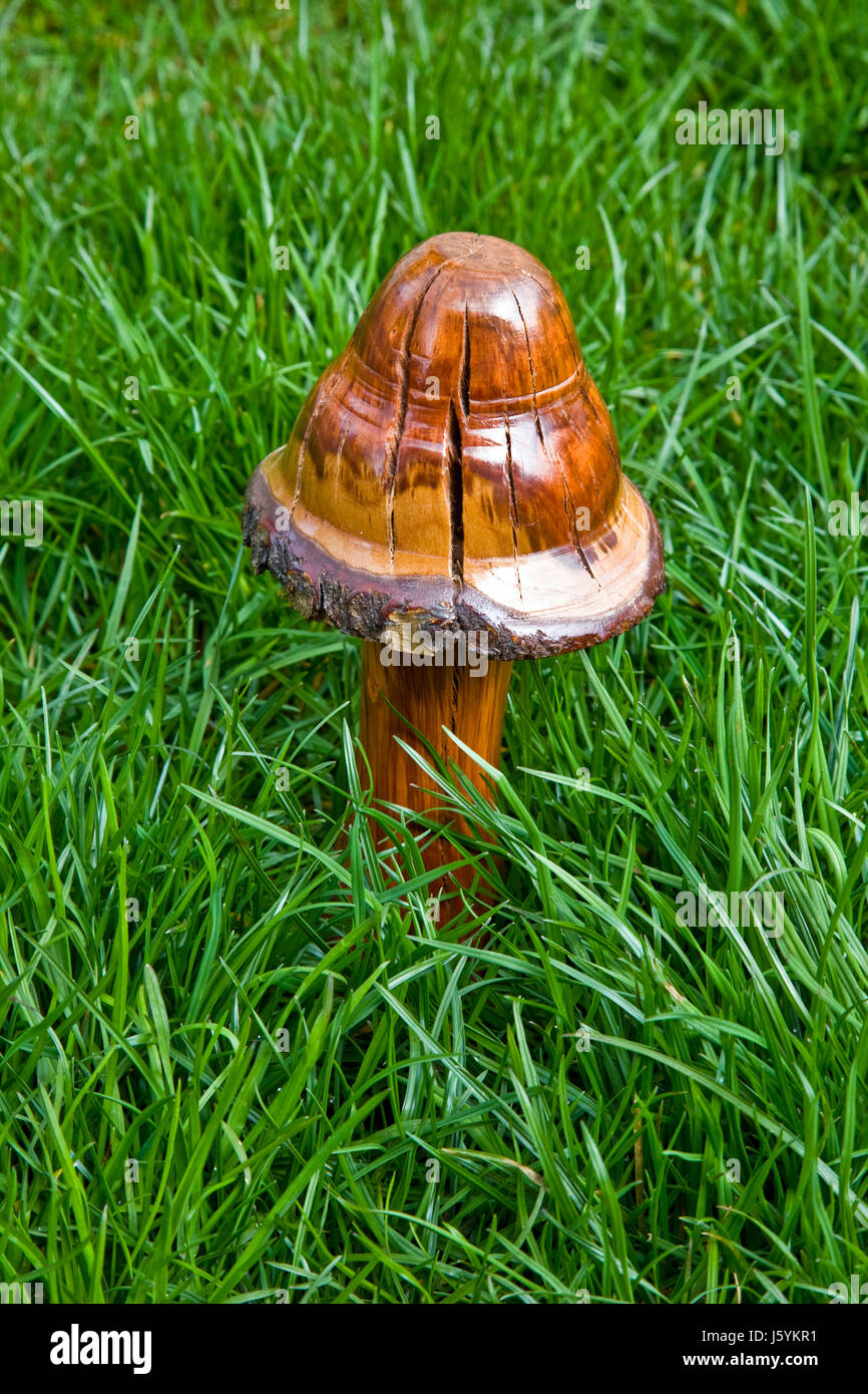 wood mushroom fungus grow wooden sprout meadow grass lawn green natural ...