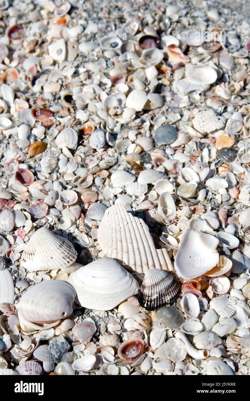 beach seaside the beach seashore shell coast abstract seashell backdrop ...