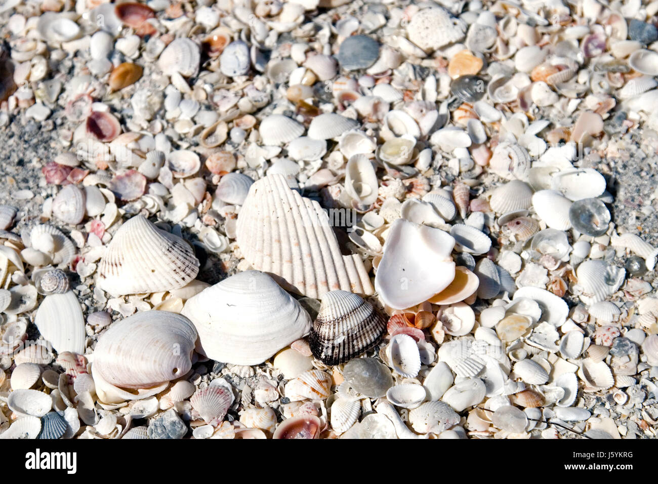 beach seaside the beach seashore shell coast seashell backdrop ...