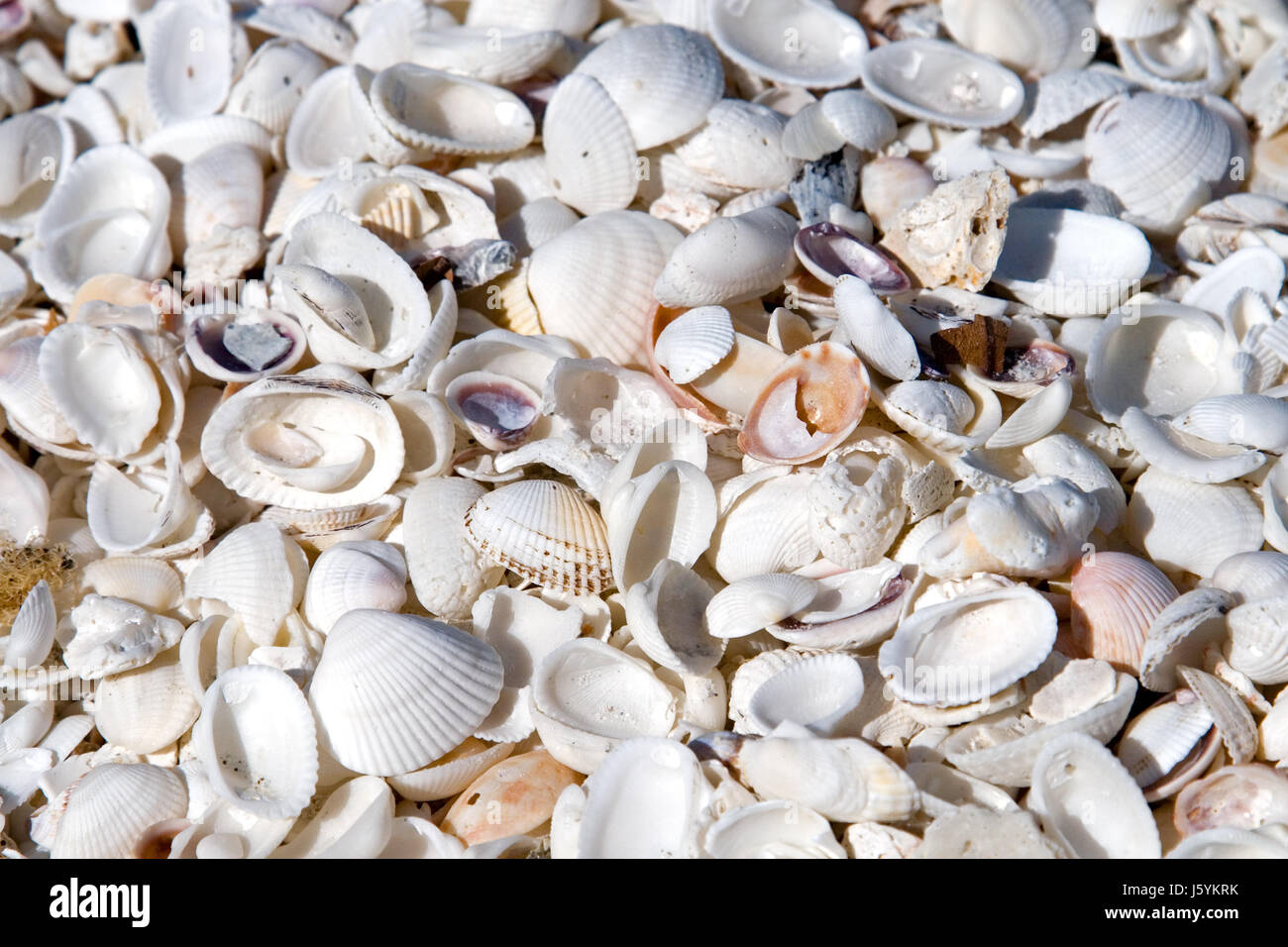 beach seaside the beach seashore shell coast seashell backdrop ...