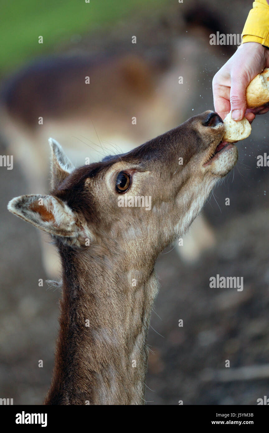 bread hand human human being feed fallow deer head hart stag profile ...