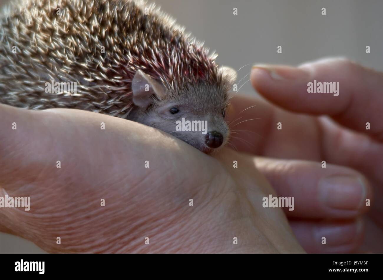 hand prickle offspring hedgehog hand hands face eyes ears small tiny ...