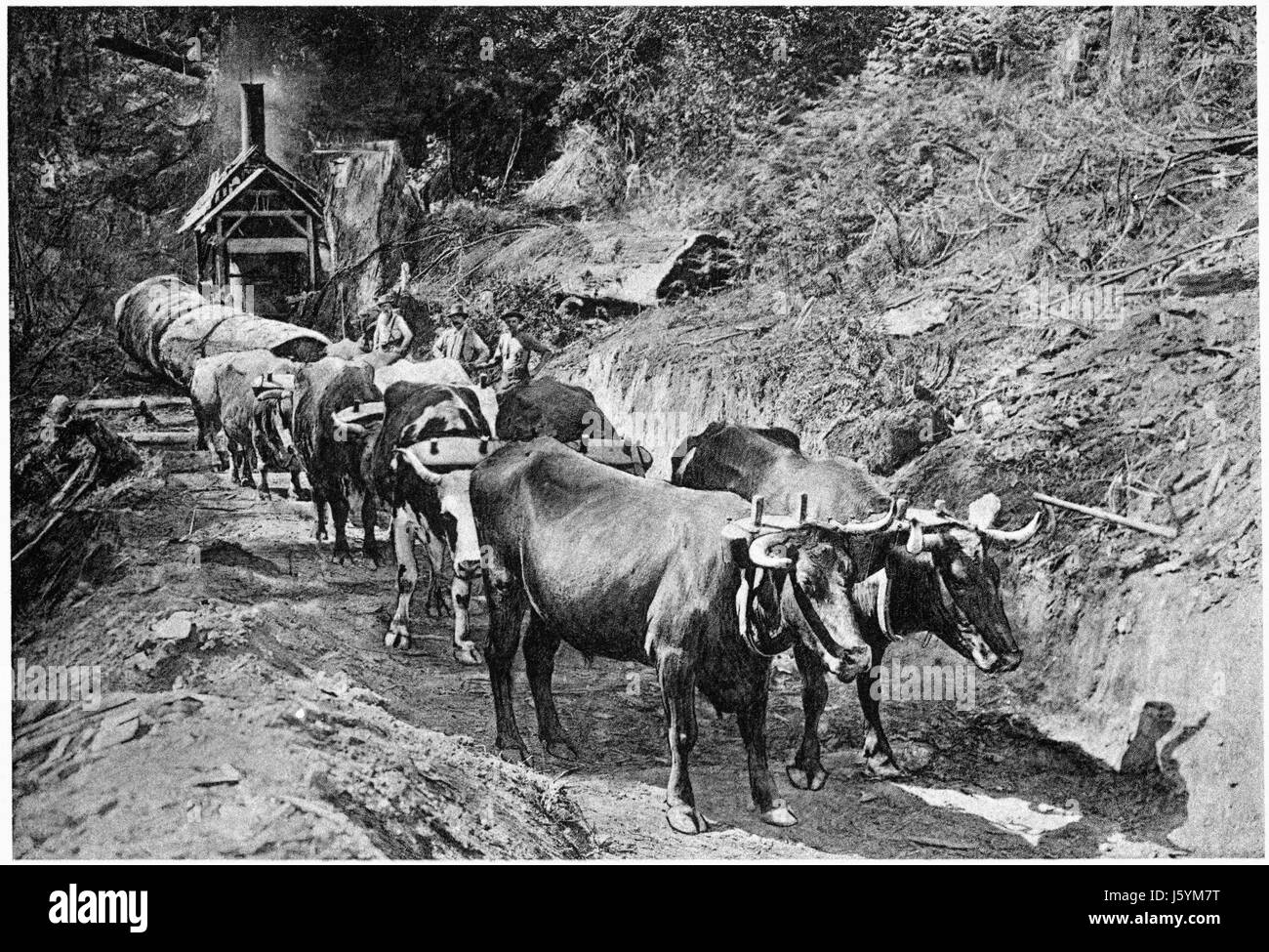 Oxen Hauling Timber from Forest, California, USA, Photogravure, Denison ...