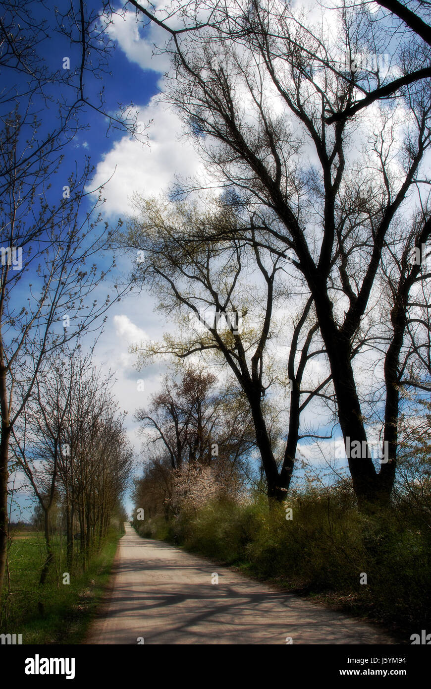 tree route walk bush path way scenery countryside nature blue tree ...