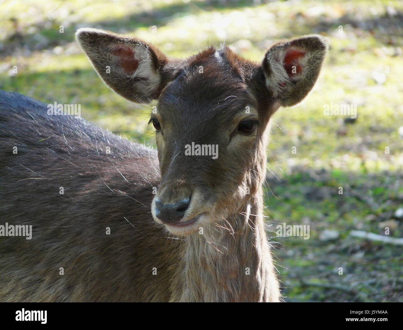 wild animals skin mammals young animal roe forest wild animals skin ...