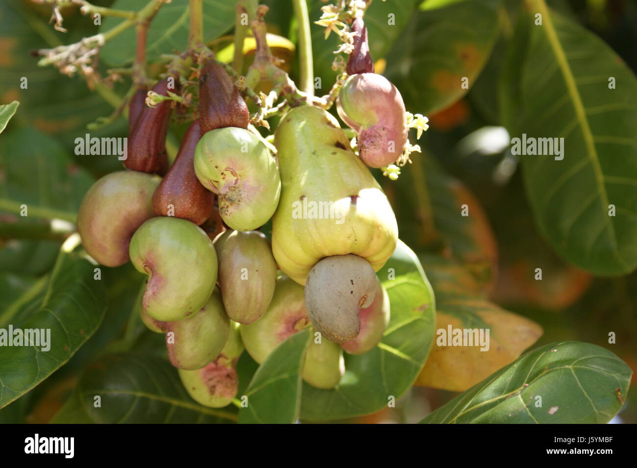 food aliment tree bloom blossom flourish flourishing fruit nuts nut ...