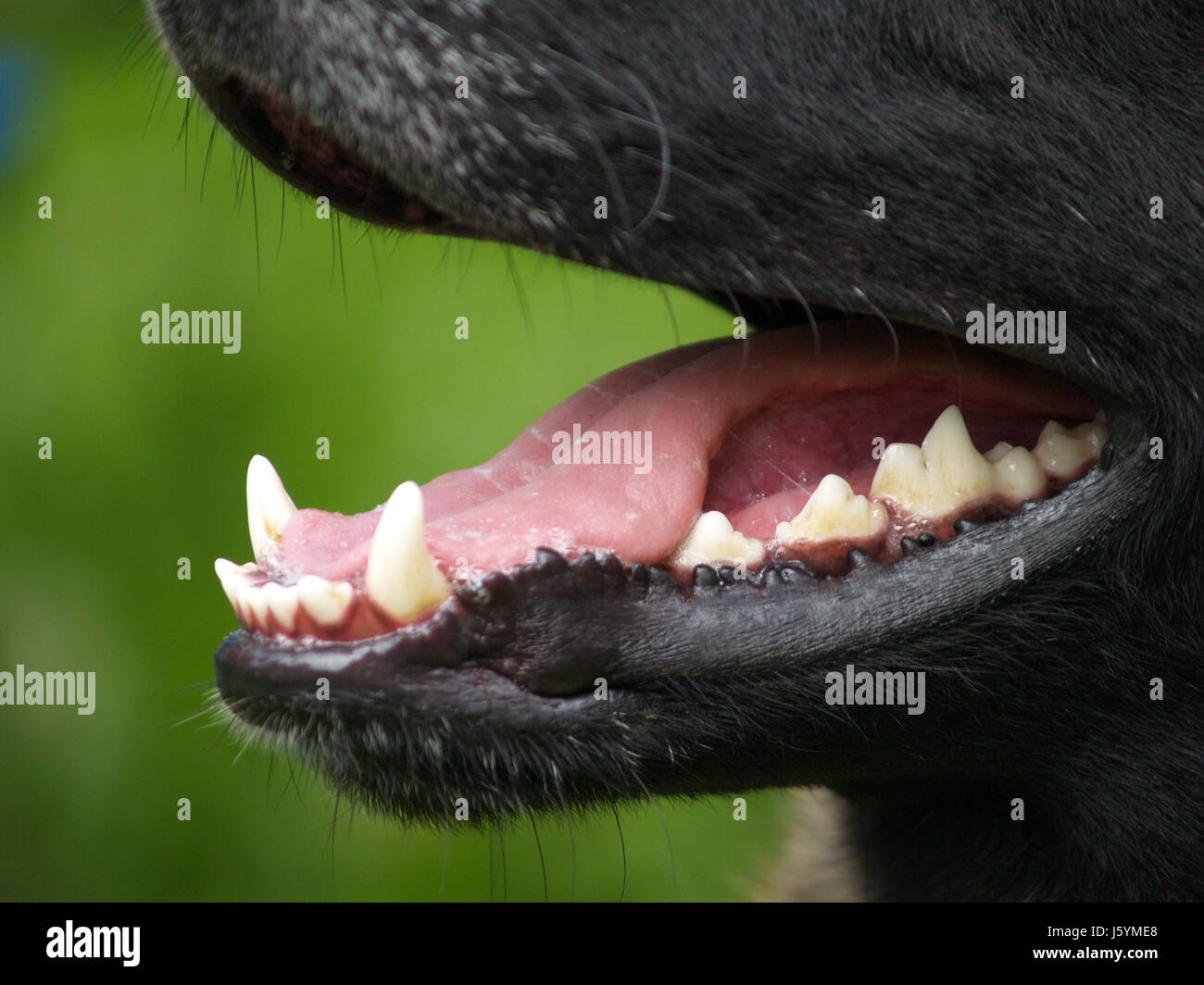 Mouth bit dog muzzle hi-res stock photography and images - Alamy