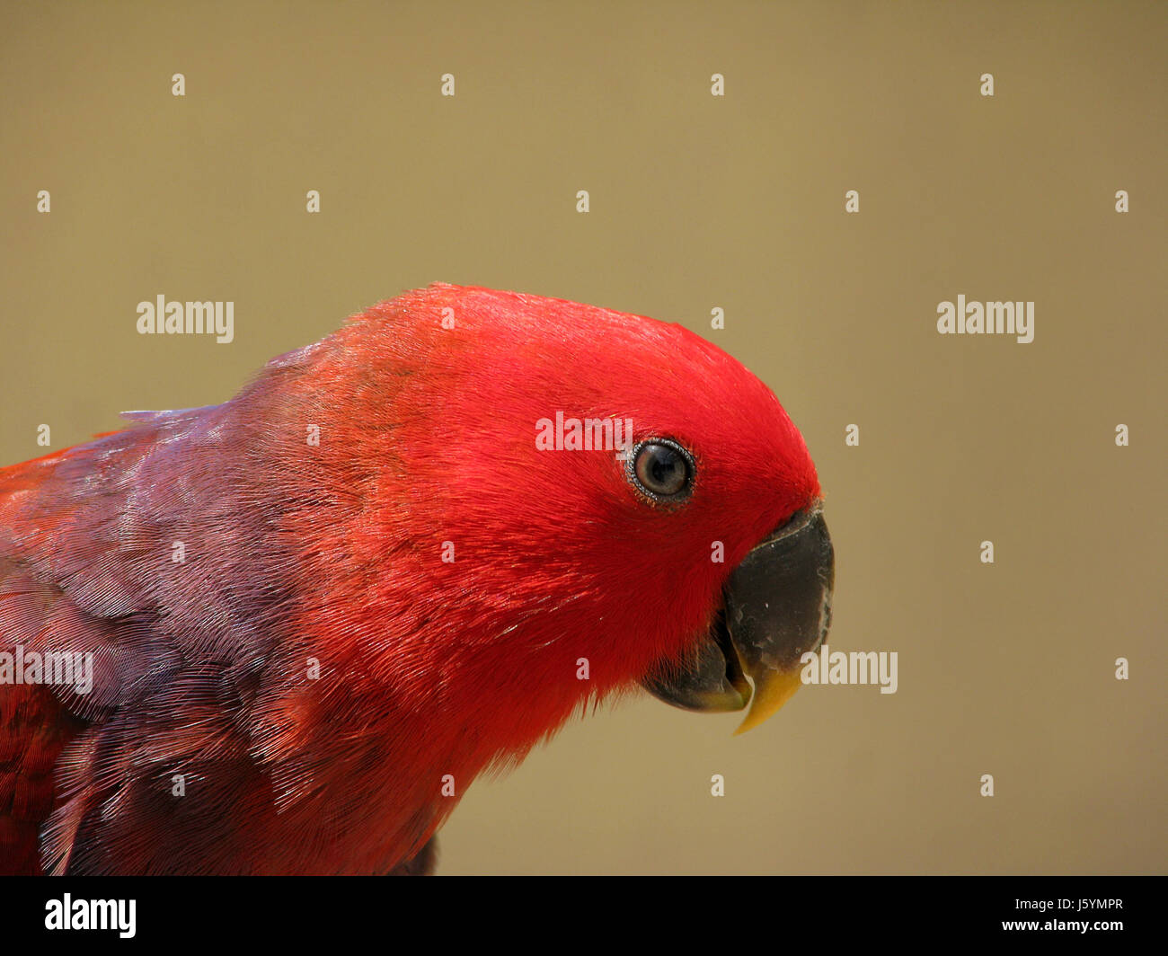 bird birds feathers beak feathering beaks parrot red bird birds feathers beak Stock Photo - Alamy