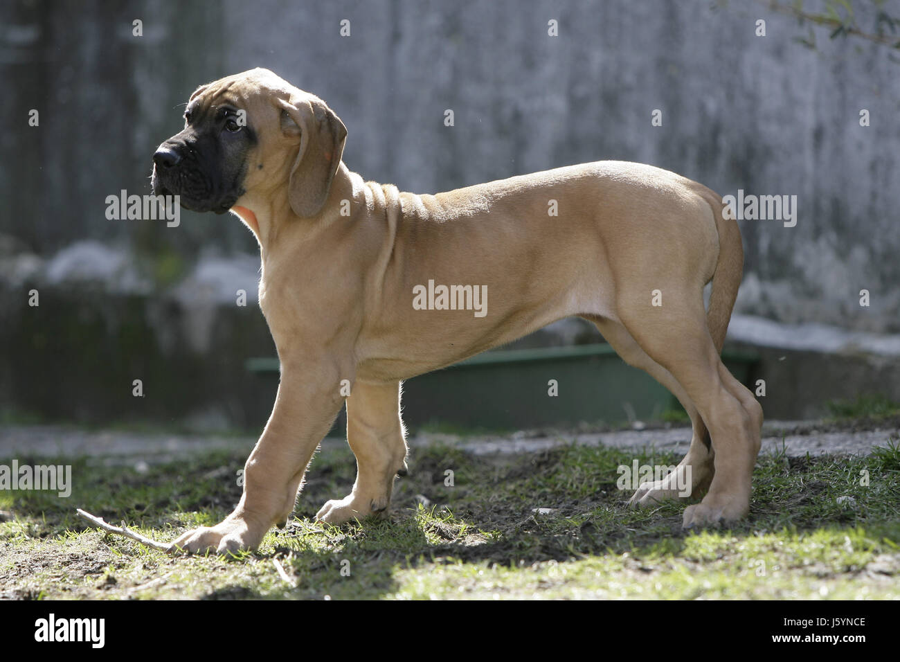 dog dogs german mastiff race portrait look glancing see view looking ...