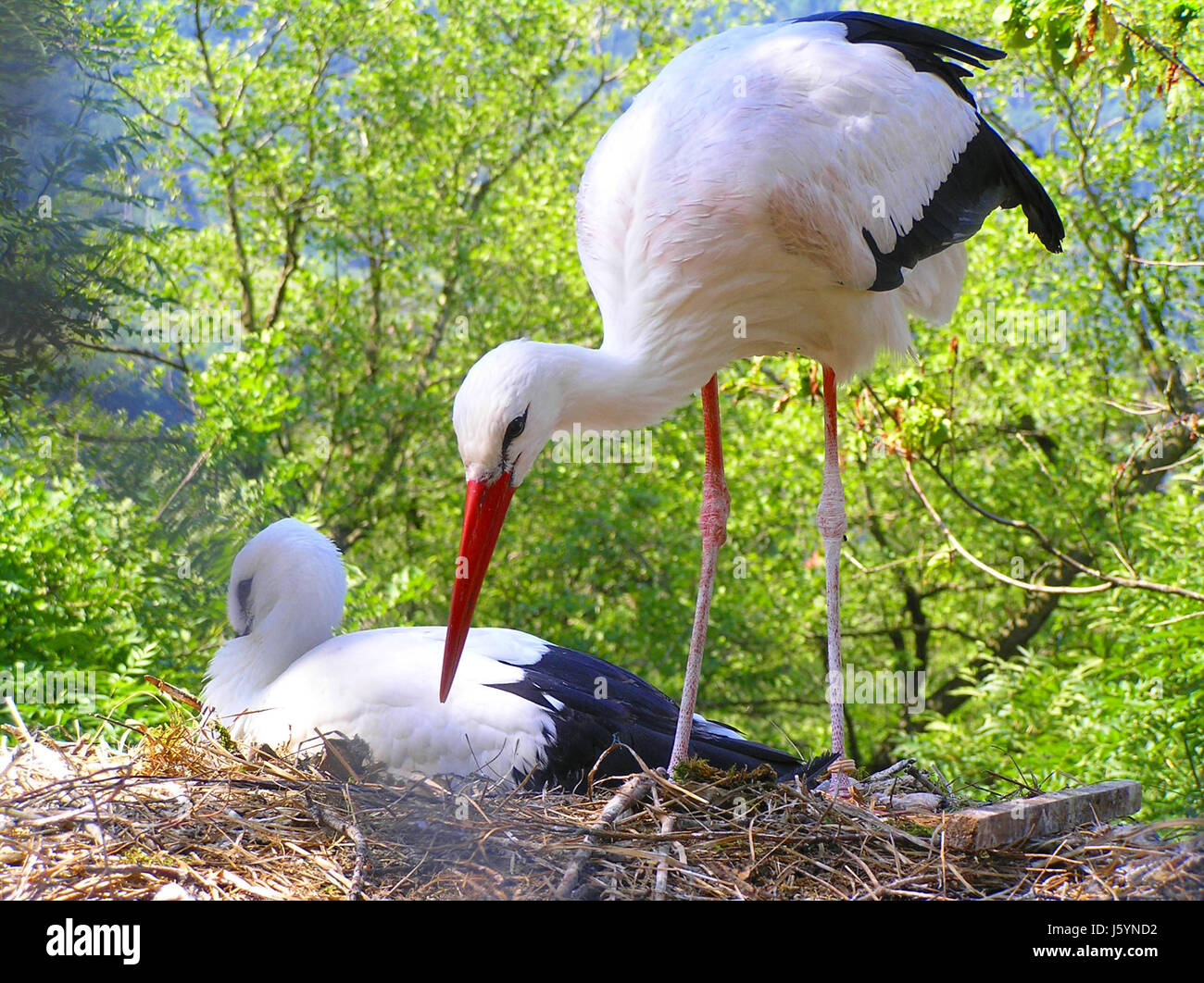 stork heron birth childbirth parturition delivery tree trees bird nest ...
