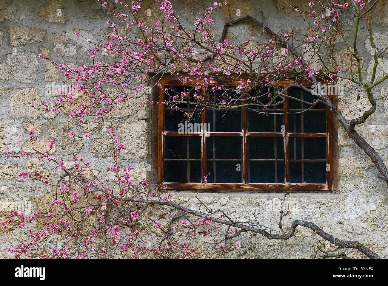 window porthole dormer window pane blossoms wall spring bleed pink ...