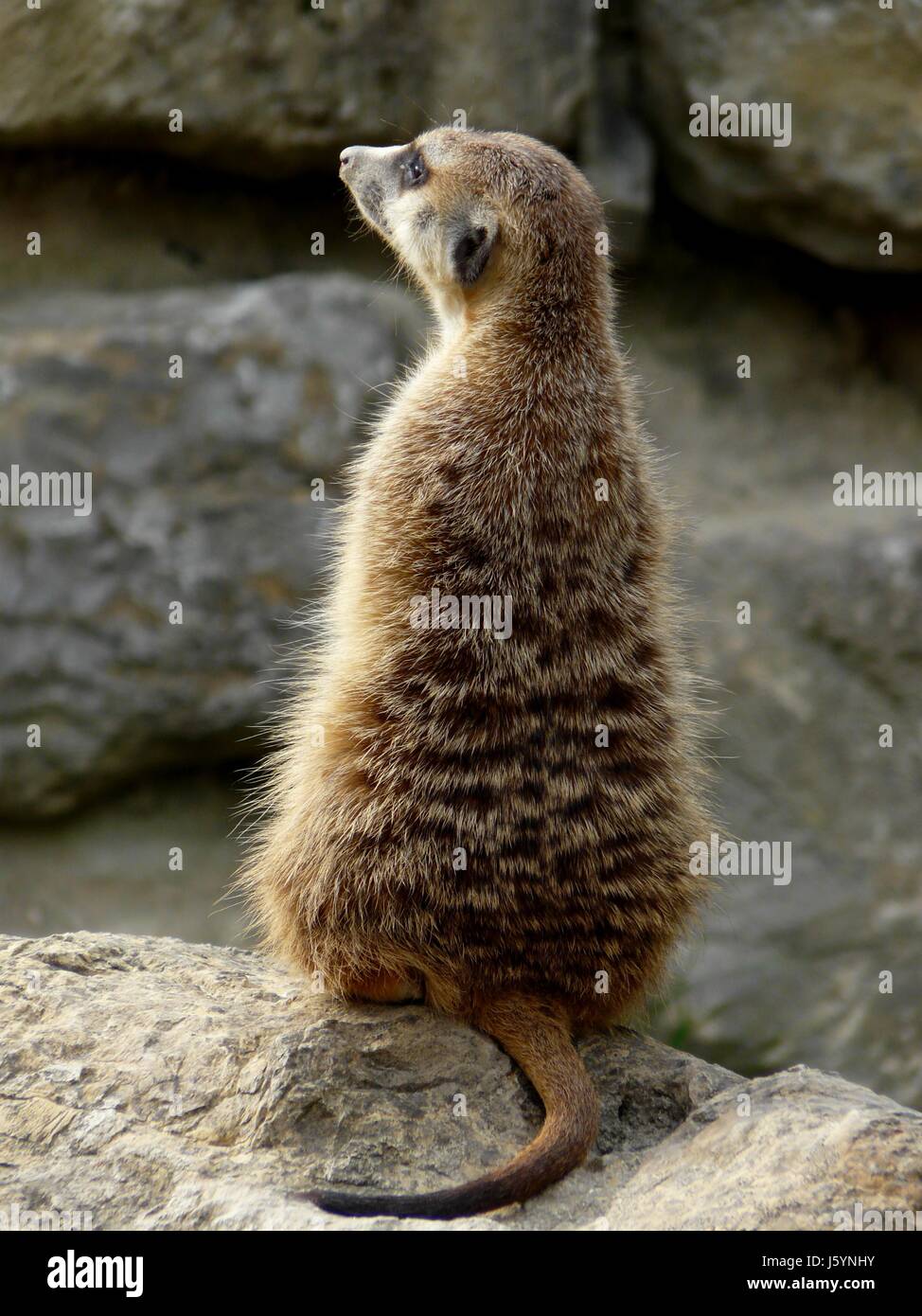 animals mammals felinely meerkat meerkats animals mammals felinely ...