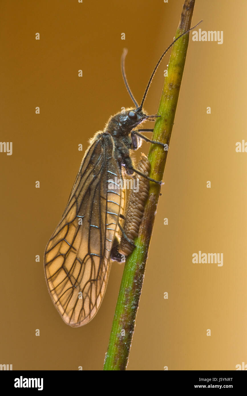 Sialidae flies hi-res stock photography and images - Alamy