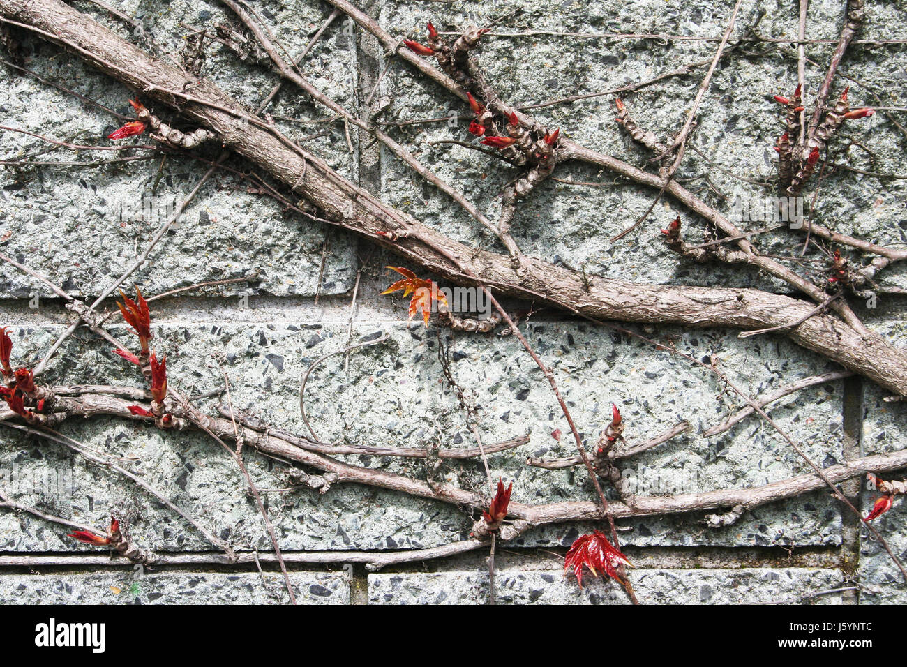 do not cry Stock Photo - Alamy