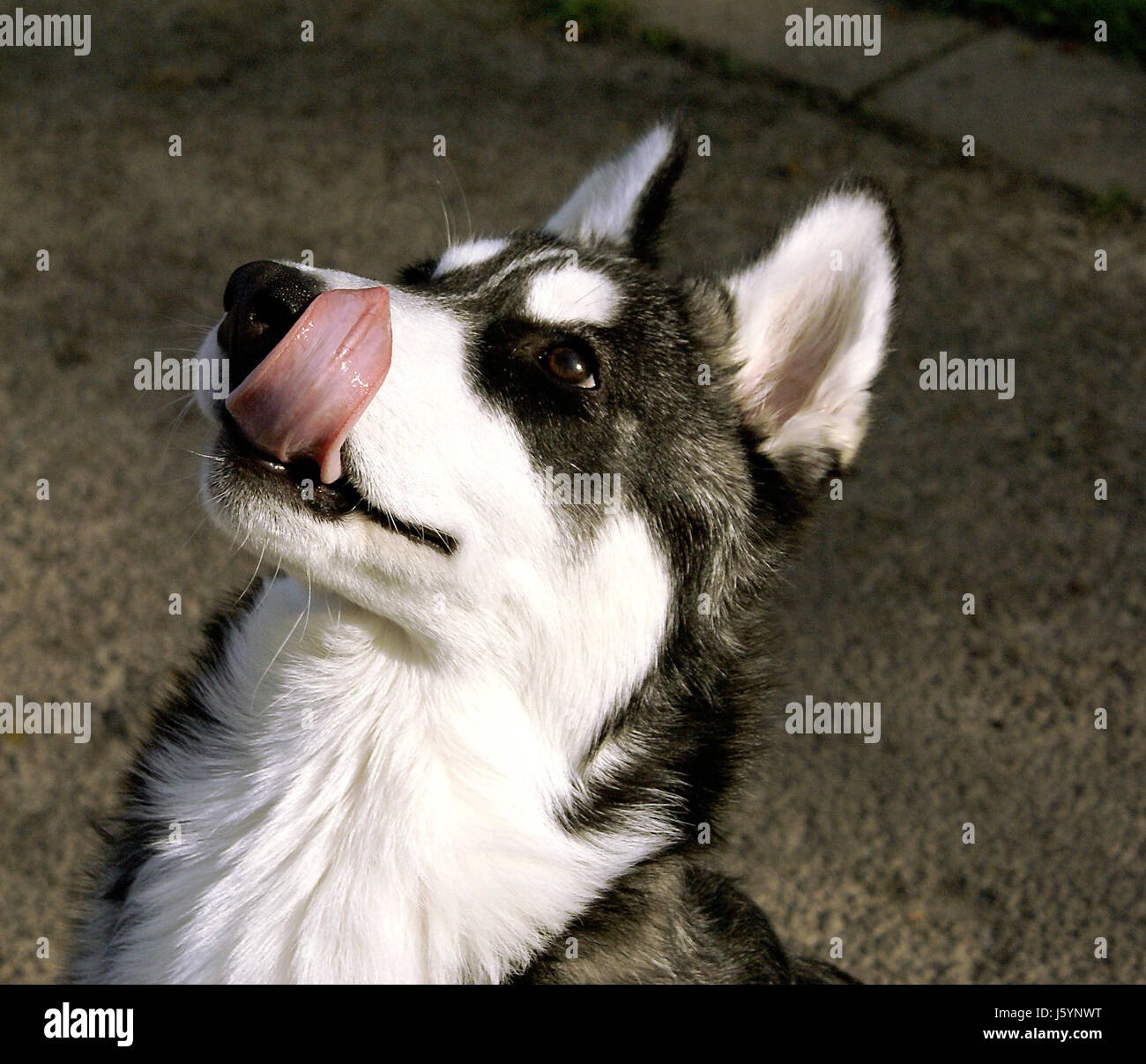 animals tongue pets quadruped dogs young younger husky animals tongue ...