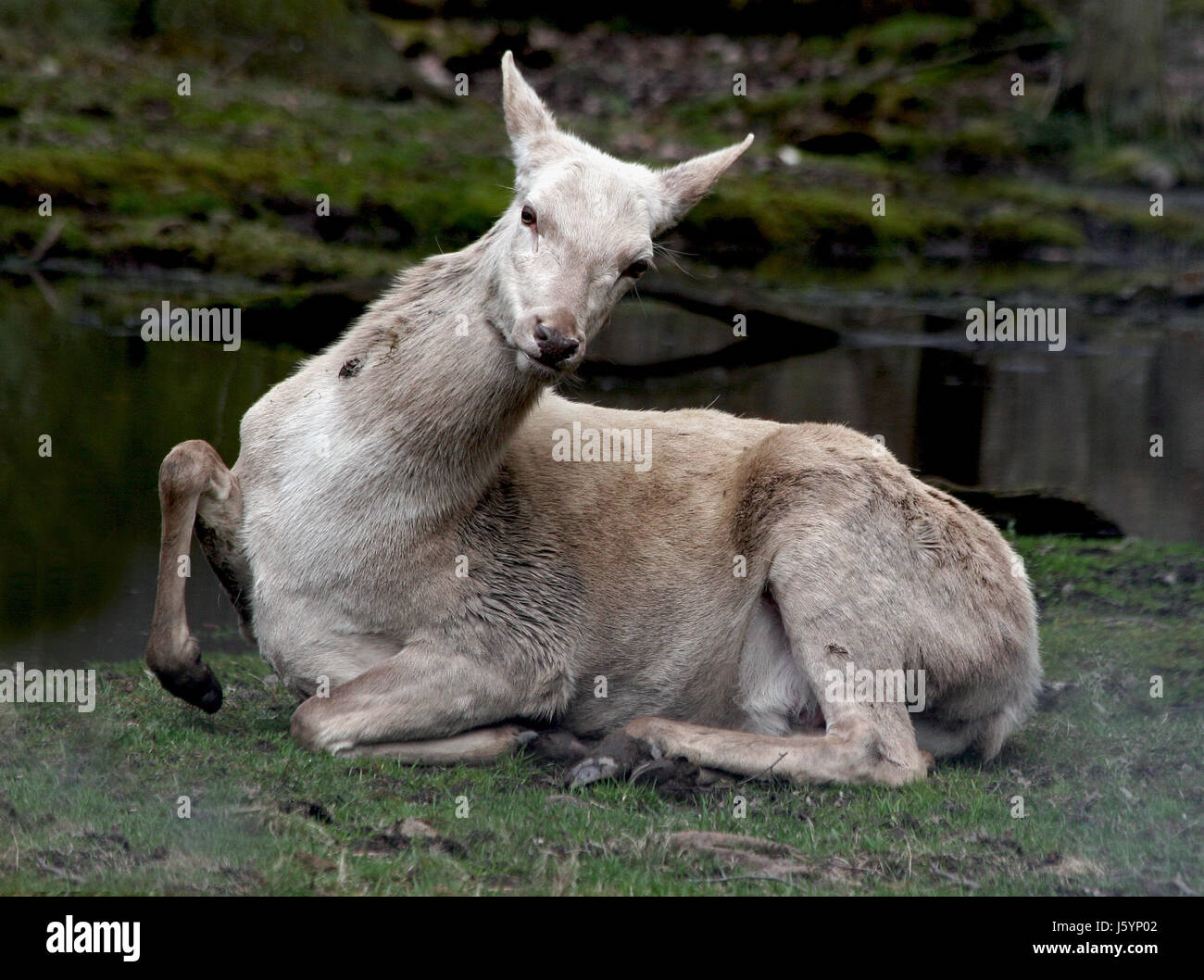 wild animals blank european caucasian lie lying lies hind hunting chase ...
