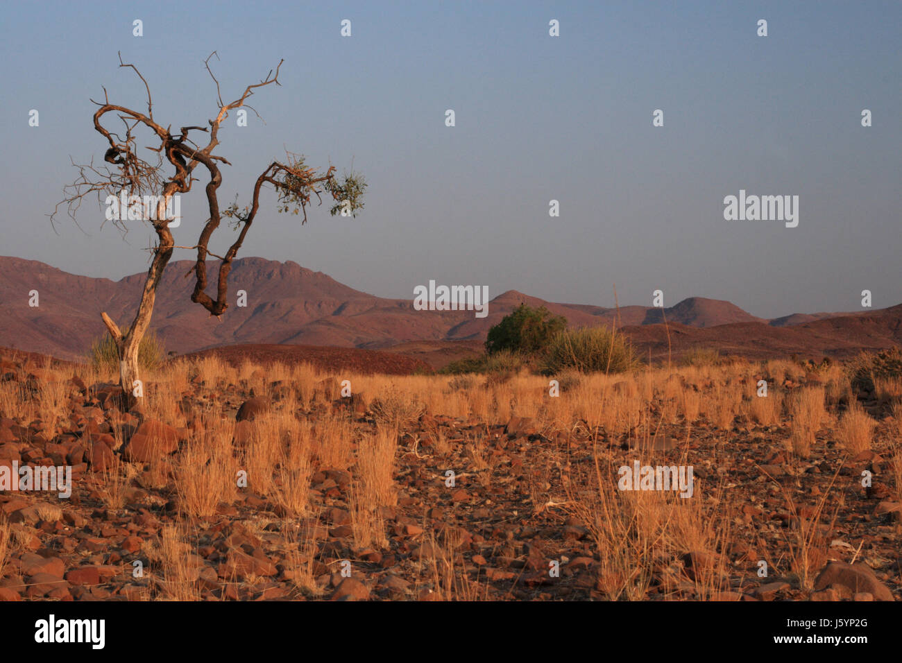 desert wasteland africa namibia steppe dry dried up barren alone lonely ...