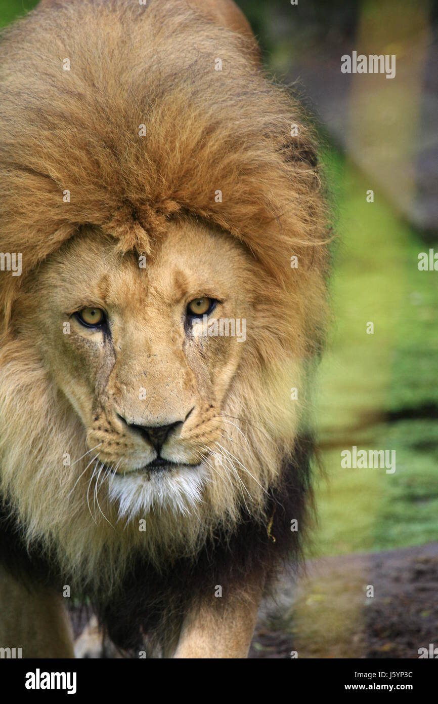 danger animal africa lion cat big cat feline predator wild animal ...