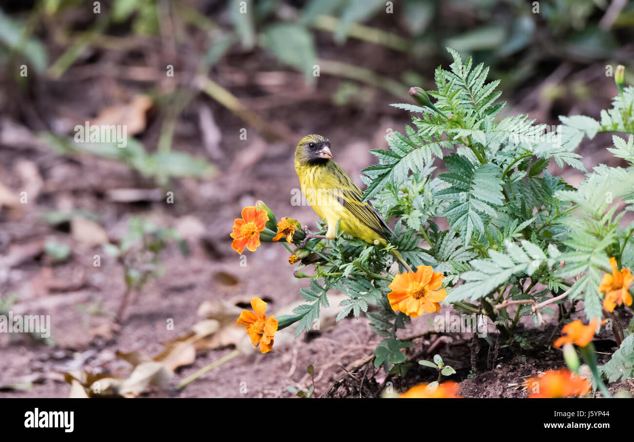 Southern Citril (Crithagra hyposticta) in a Garden in Northern Tanzania ...