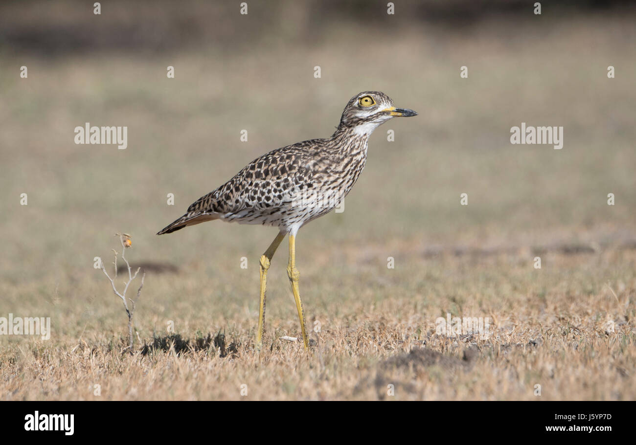 Spotted Thick-knee (Burhinus capensis) in a Grassy Meadow Northern ...
