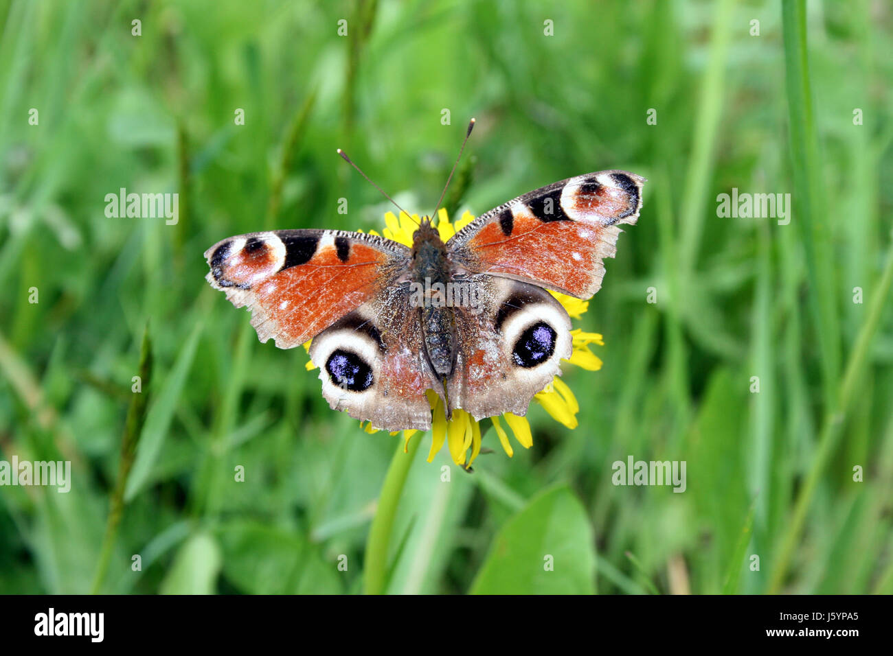 butterfly dandelion moth stinging nettle green butterfly meadow grass ...