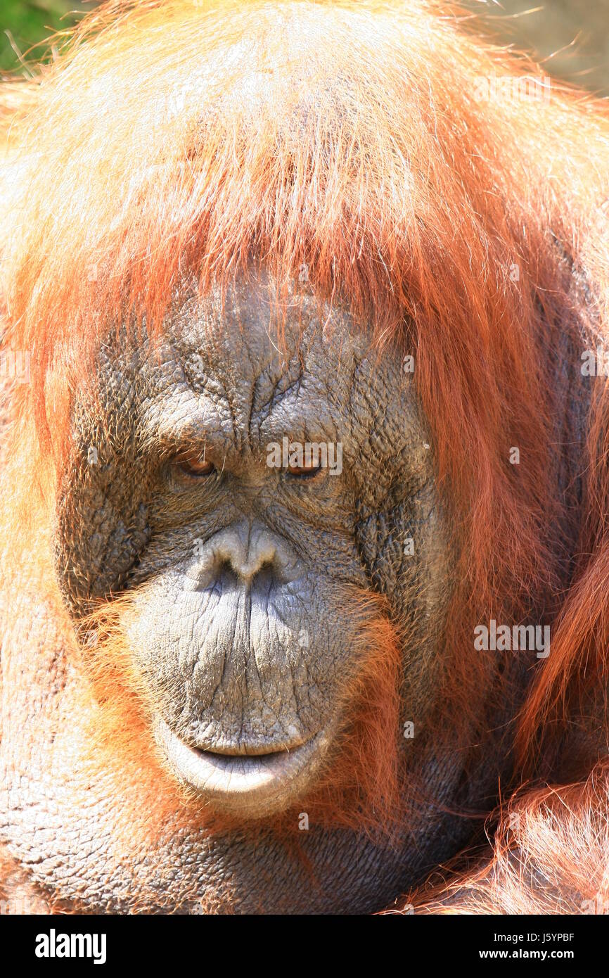 animal monkey apes anthropoid nature protected sheltered environment ...