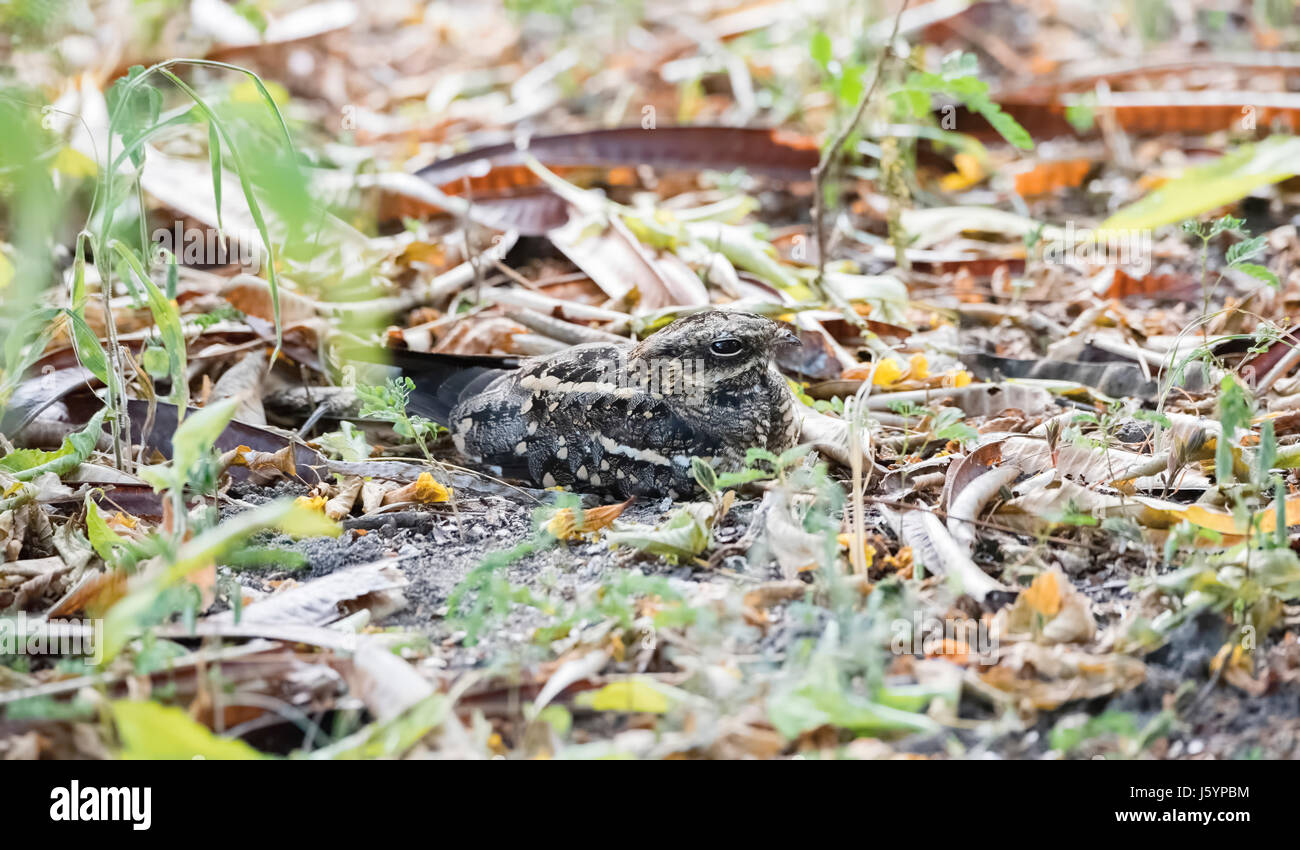 Slender-tailed Nightjar (Caprimulgus clarus) at a Day Roost in Northern ...