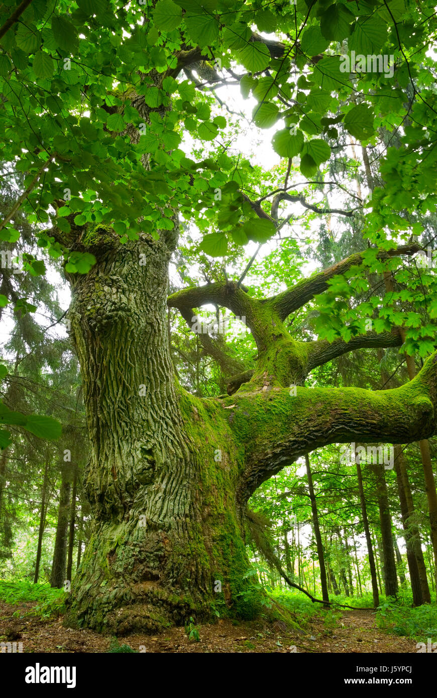 big large enormous extreme powerful imposing immense relevant tree oak ...