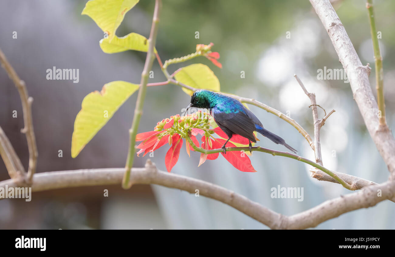 Red-chested Sunbird (Cinnyris erythrocercus) in a Garden Feeding on ...