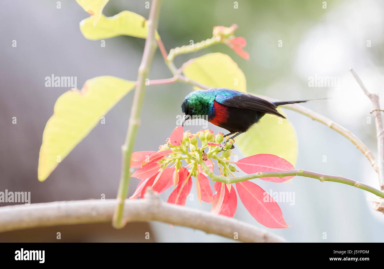 Red-chested Sunbird (Cinnyris erythrocercus) in a Garden Feeding on ...
