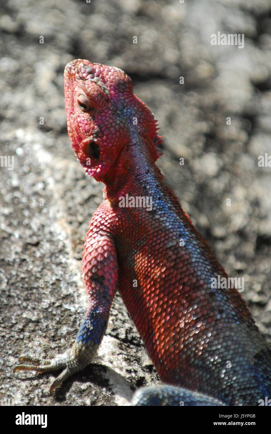 animal amphibian africa coloured tanzania blue animal amphibian africa ...